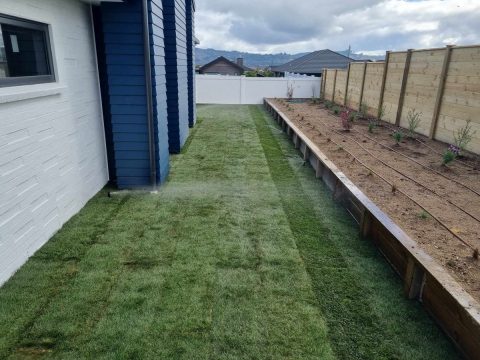 Guide to establishing newly laid lawn - Lawn Guru *Irrigation & Lawn ...